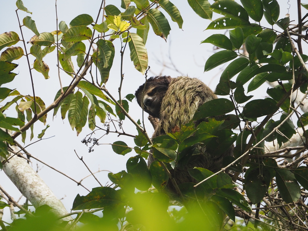 Brown-throated Three-toed Sloth from Caribbean Sea, Limón, CR on ...