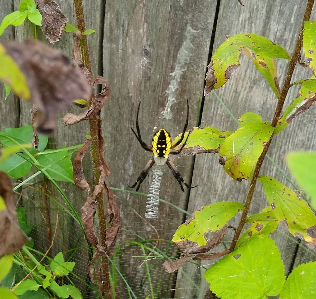 Yellow Garden Spider in August 2021 by Mark Apgar · iNaturalist