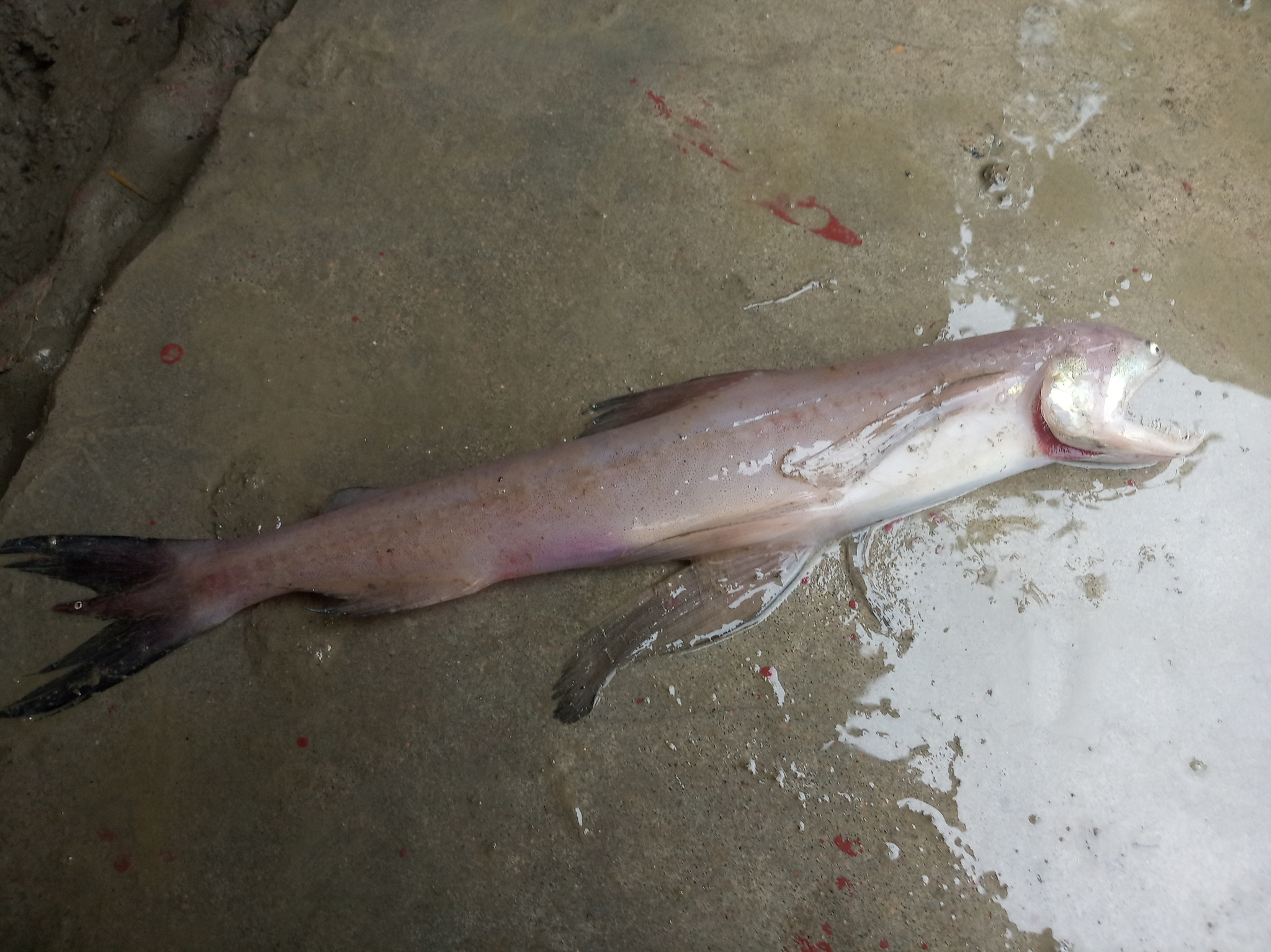 Harpadon Lesueur, 1825