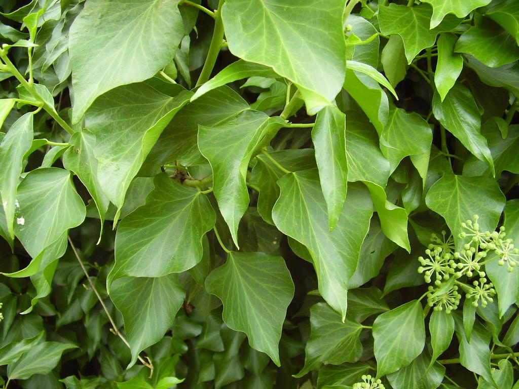 English Ivy (Invasive Plants of Maryland) · iNaturalist