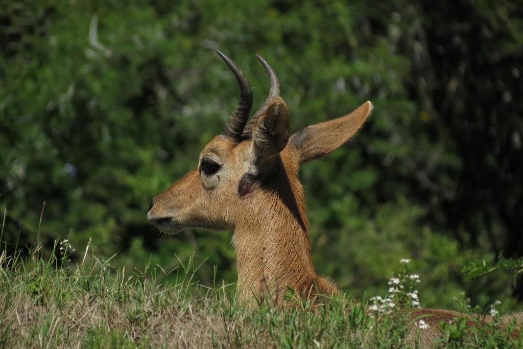 Mountain Reedbuck (Redunca fulvorufula) - Know Your Mammals