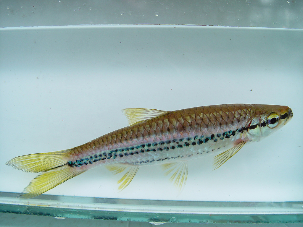 Rasbora cephalotaenia (Fishes of North Selangor Peat Swamp Forest ...