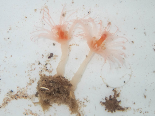 One-armed Jelly (Jellyfish, Hydrozoans, and Comb Jellies of the United ...