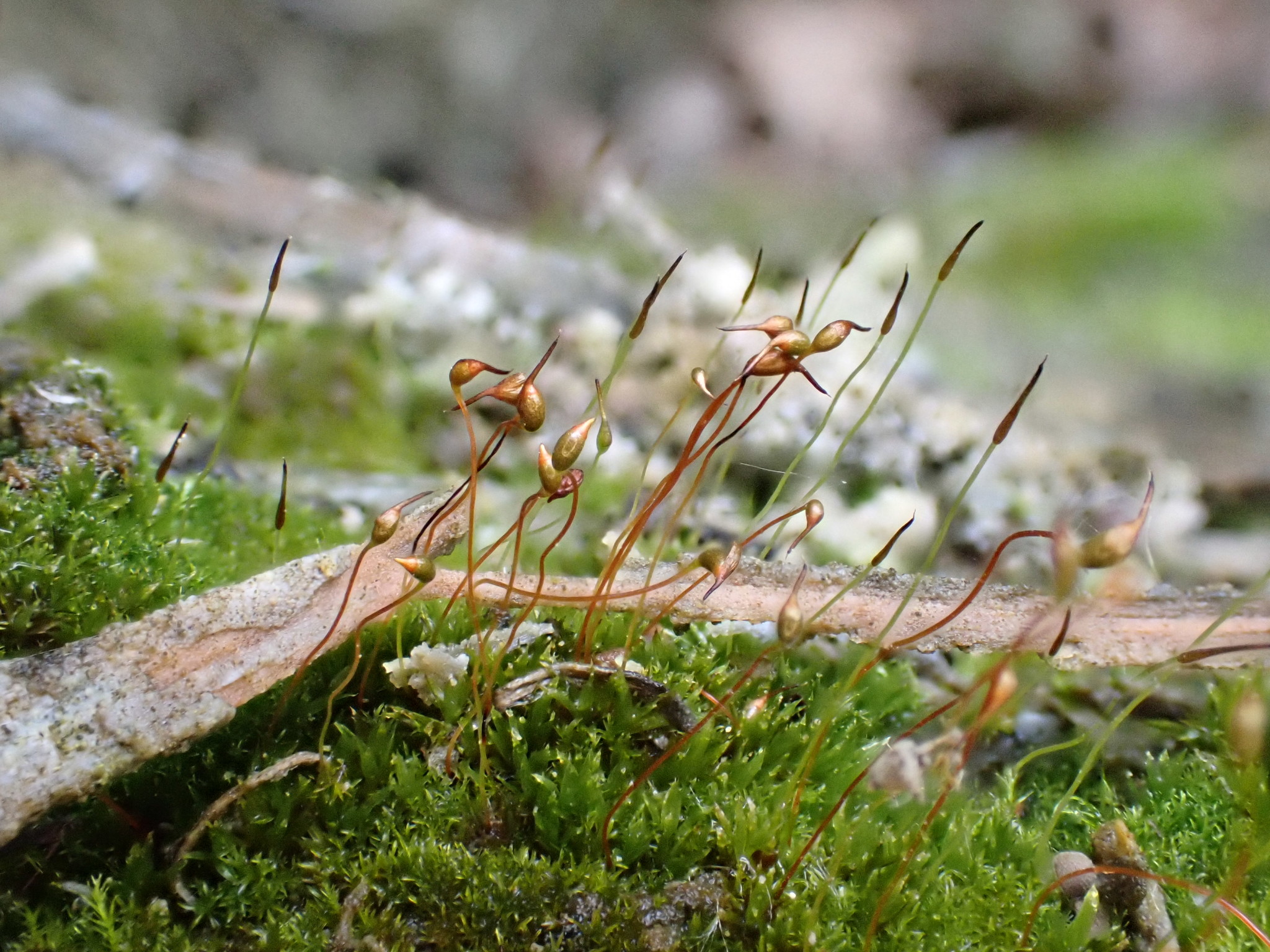 Tortula cernua Lindberg, 1879