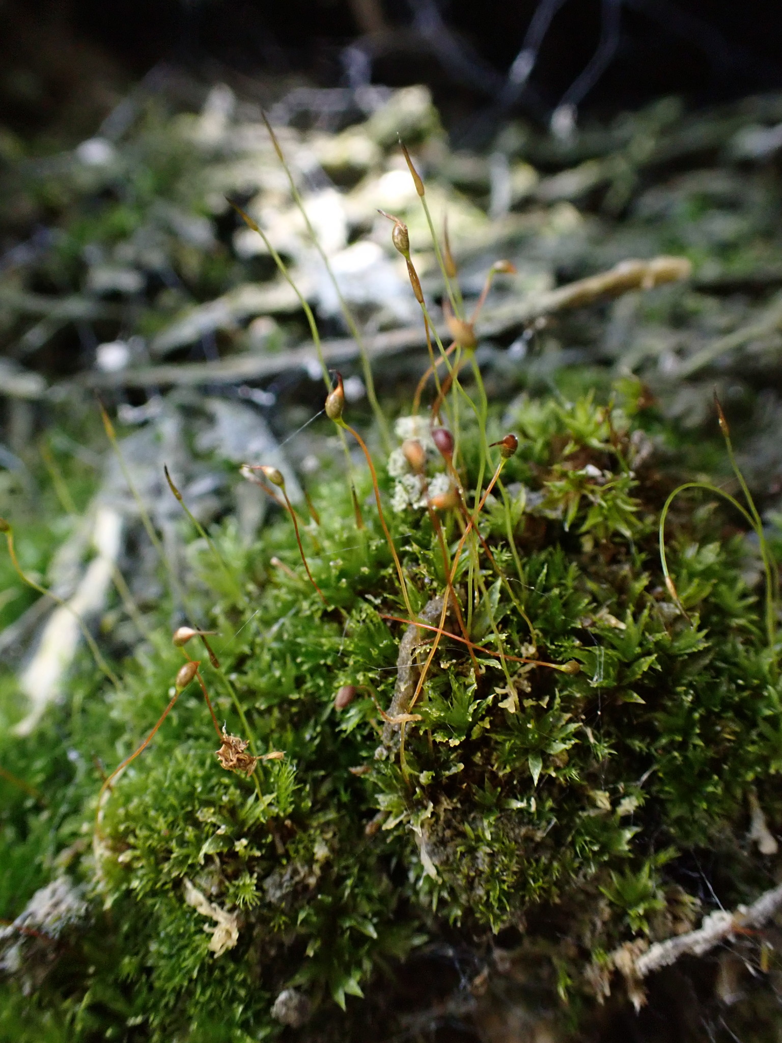 Tortula cernua Lindberg, 1879