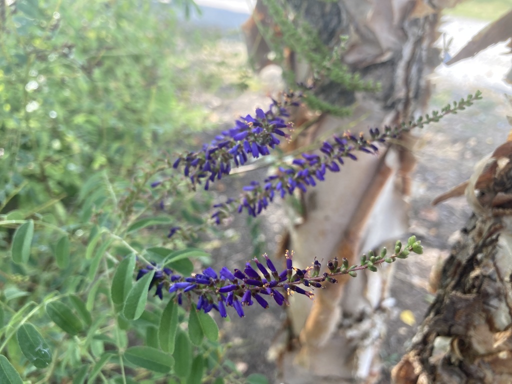 Smooth False Indigo (Amorpha laevigata) - Botanical Realm
