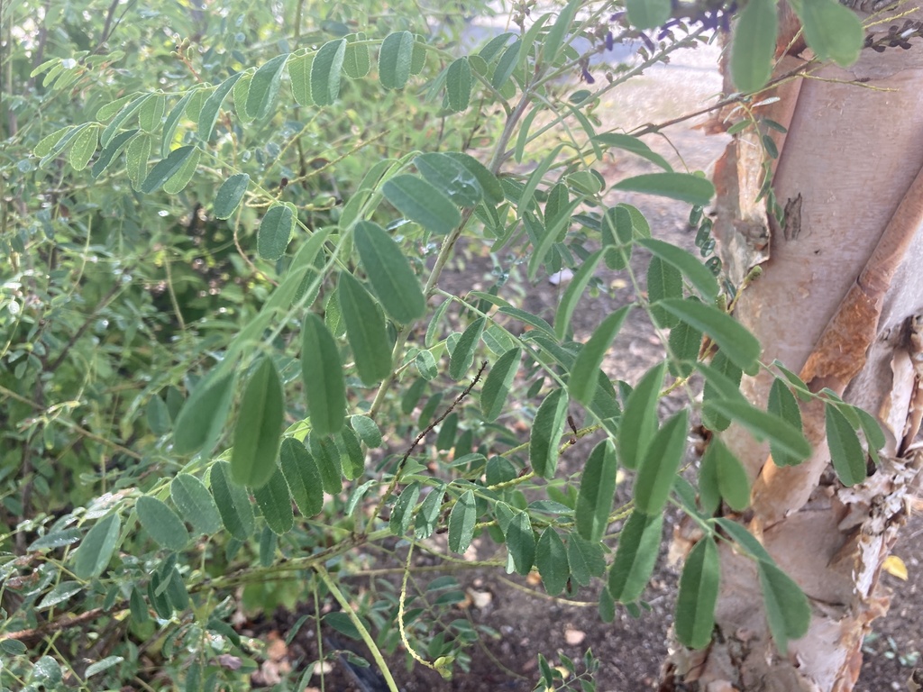 Smooth False Indigo (Amorpha laevigata) - Botanical Realm