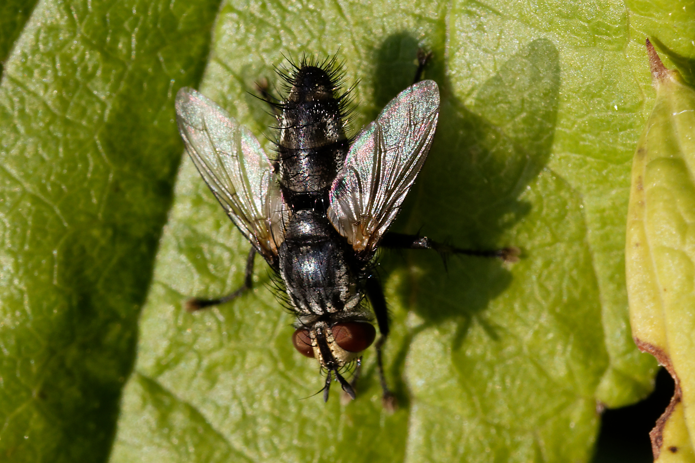 Exorista rustica (Fallén, 1810)