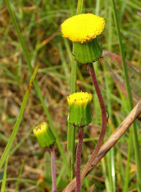 Crassocephalum picridifolium from Malolotja Nature Reserve, Majolomba ...