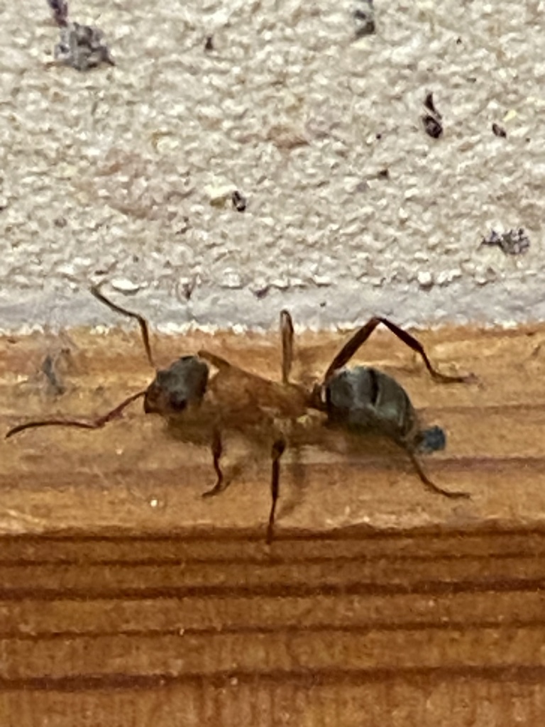 Formica moki from Saint Mary's College of California, Moraga, CA, US on ...