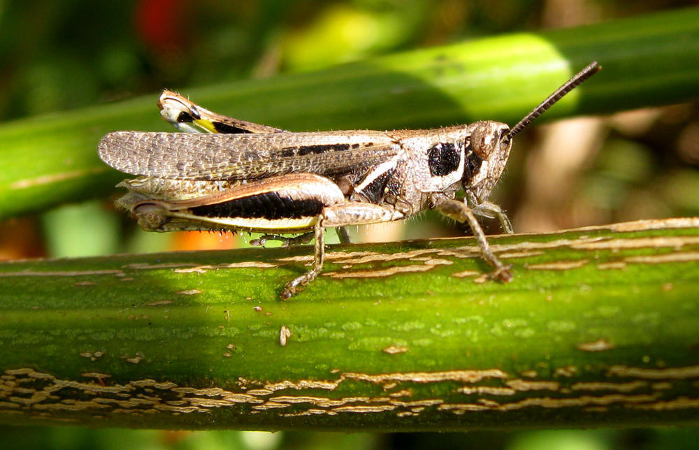 Vitticatantops humeralis from Chilibush on March 19, 2014 by Sally Adam ...