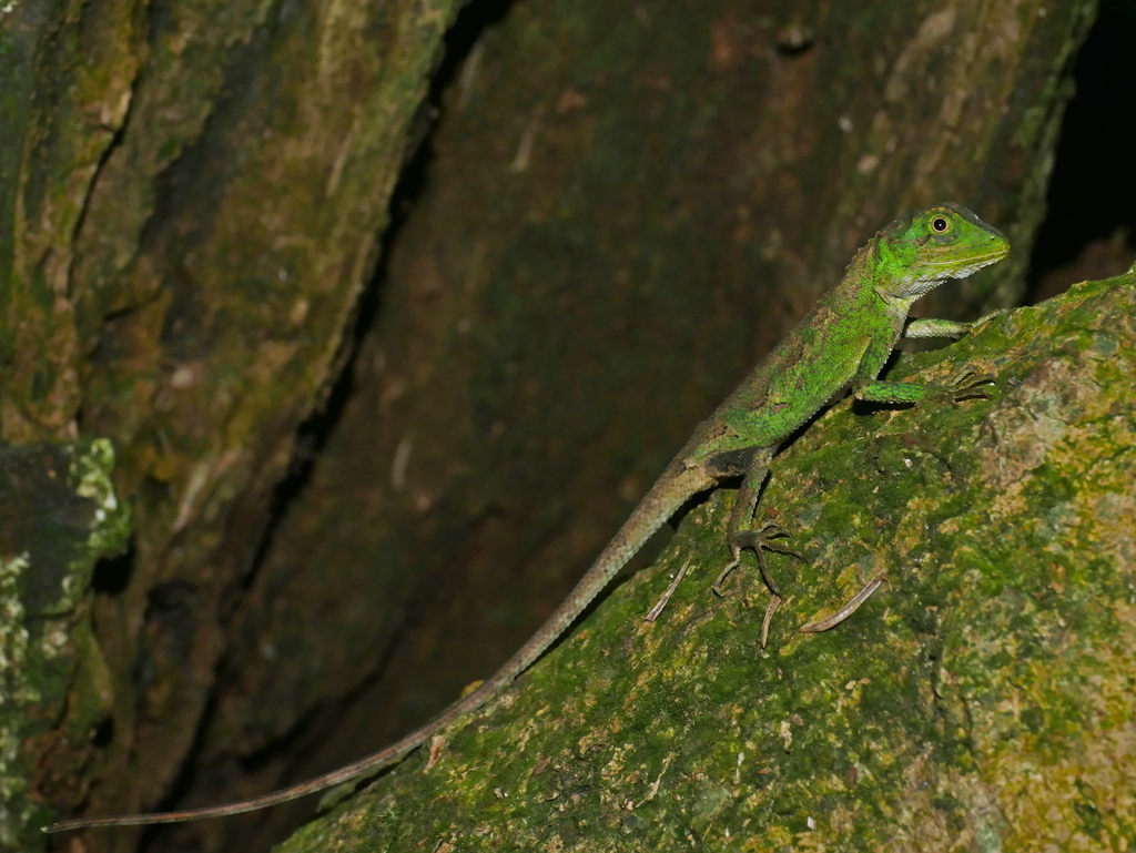 Diploderma polygonatum xanthostomum in August 2021 by Jacy Chen ...