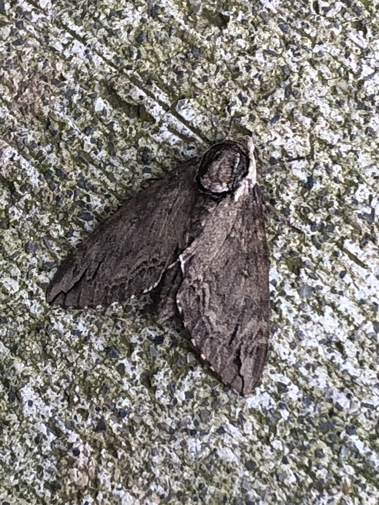 Catalpa Sphinx in August 2021 by skizzard · iNaturalist