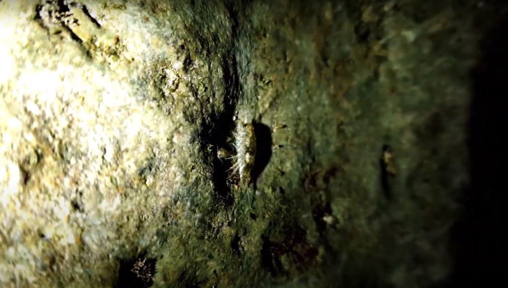 Italian Sea Slater from Paphos, CY on December 21, 2019 at 07:10 AM by ...