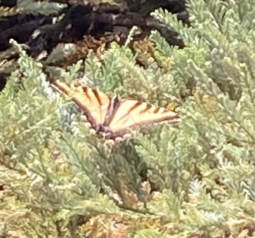 Western Tiger Swallowtail in August 2021 by volinbog · iNaturalist