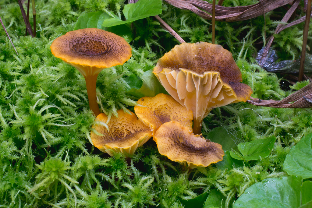 Cranberry Waxy Cap (Encyclopedia of North American Mushrooms pt. 2 ...