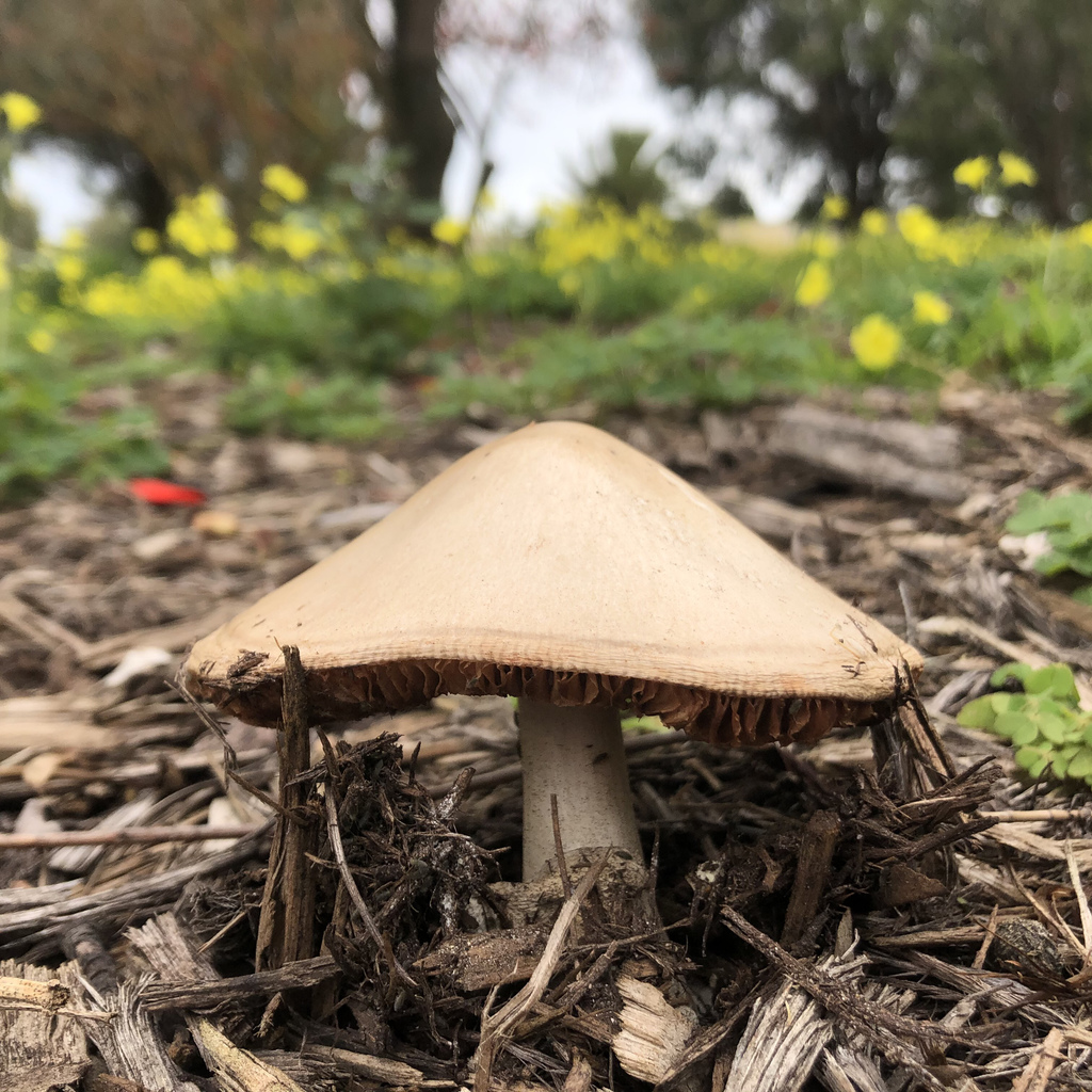 Stubble Rosegill in August 2021 by Dean Beaver · iNaturalist