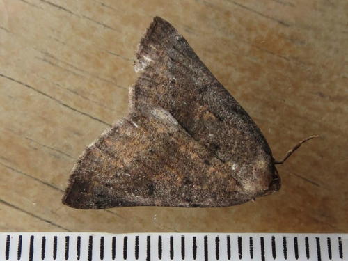 Pareclipsis incerta · iNaturalist United Kingdom