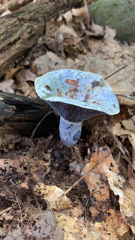 indigo milk cap from Sellersville on August 30, 2021 at 01:42 PM by ...