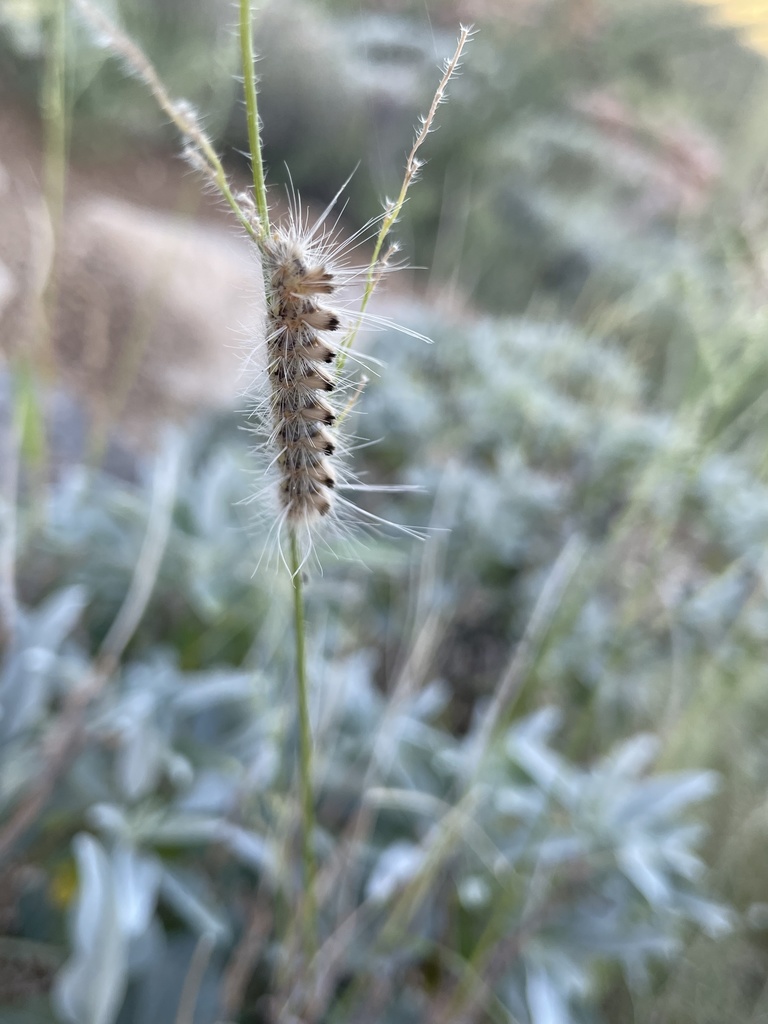 Mouse-colored Euchaetias from Saguaro National Park, Tucson, AZ, US on ...