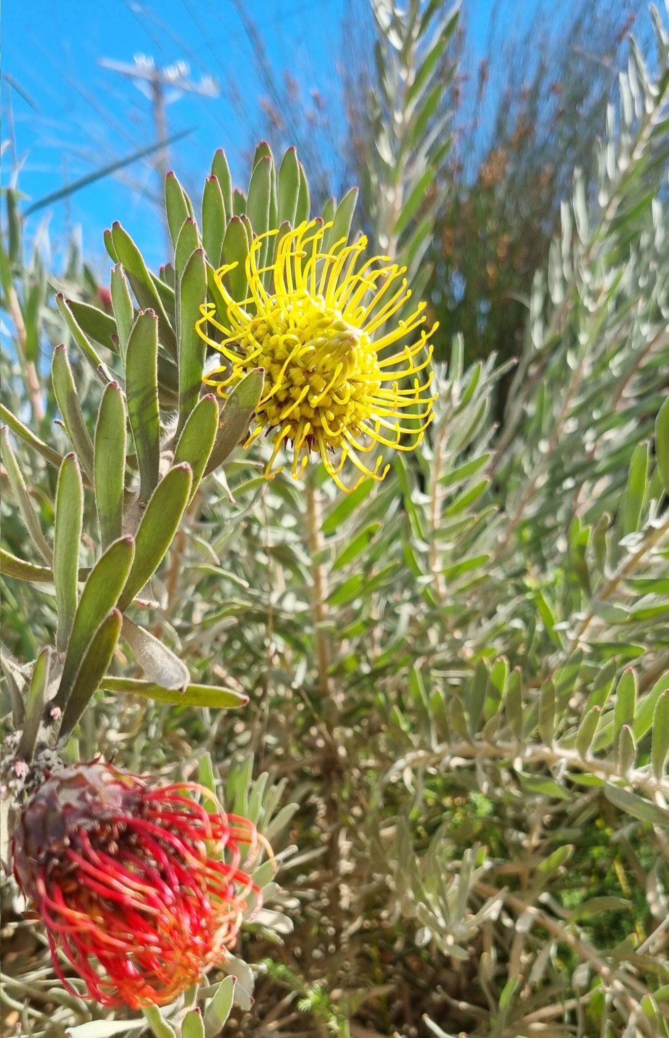 Leucospermum arenarium Rycroft