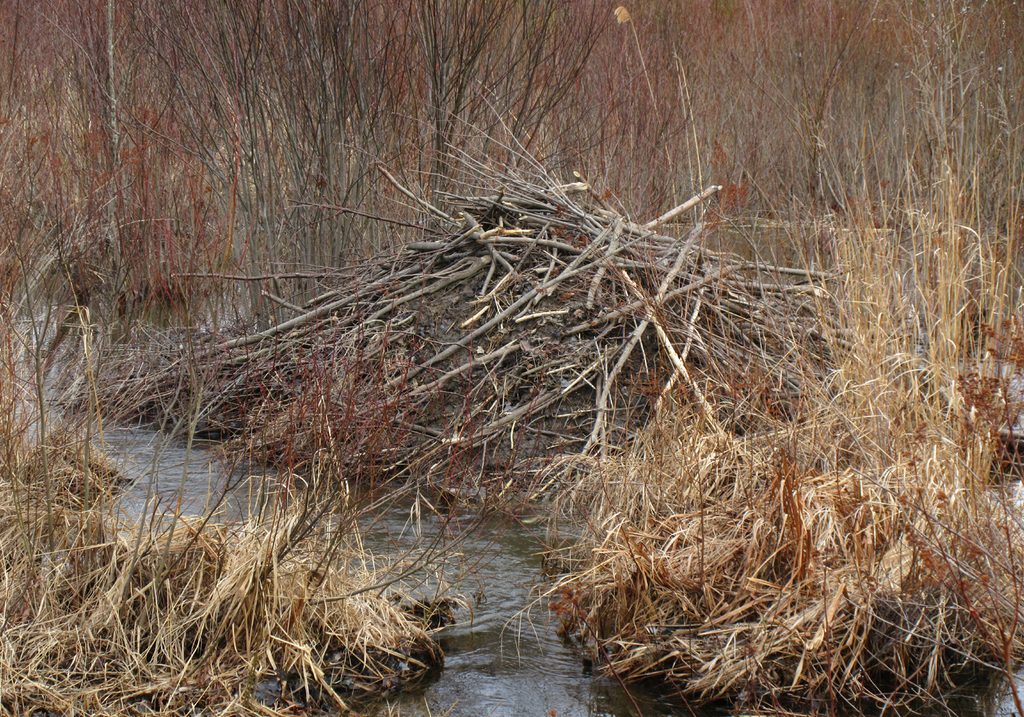American Beaver in April 2018 by Janie Collin. Fresh signs of activity ...