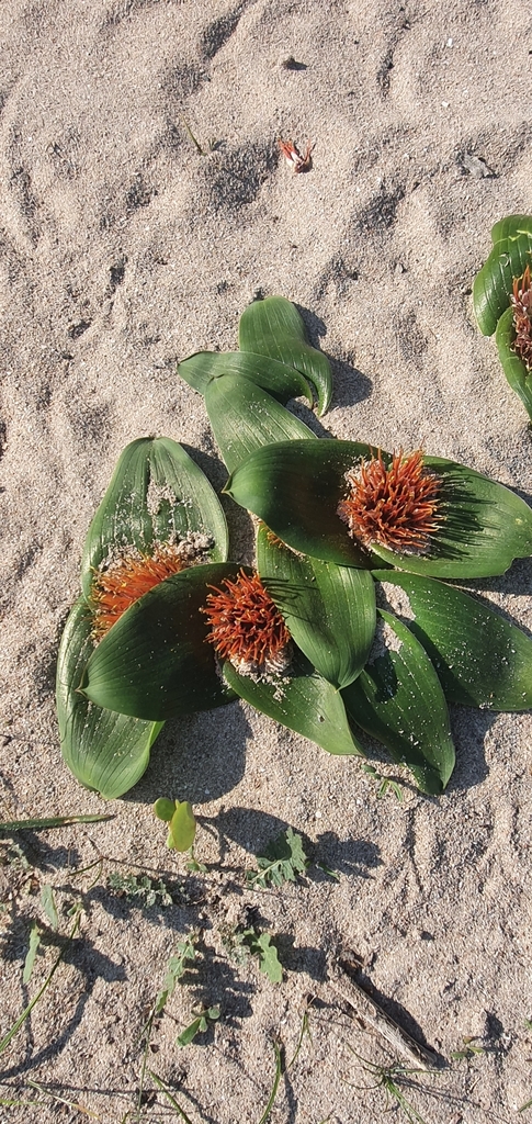 Limestone Crownlily from West Coast Peninsula, South Africa on June 20 ...
