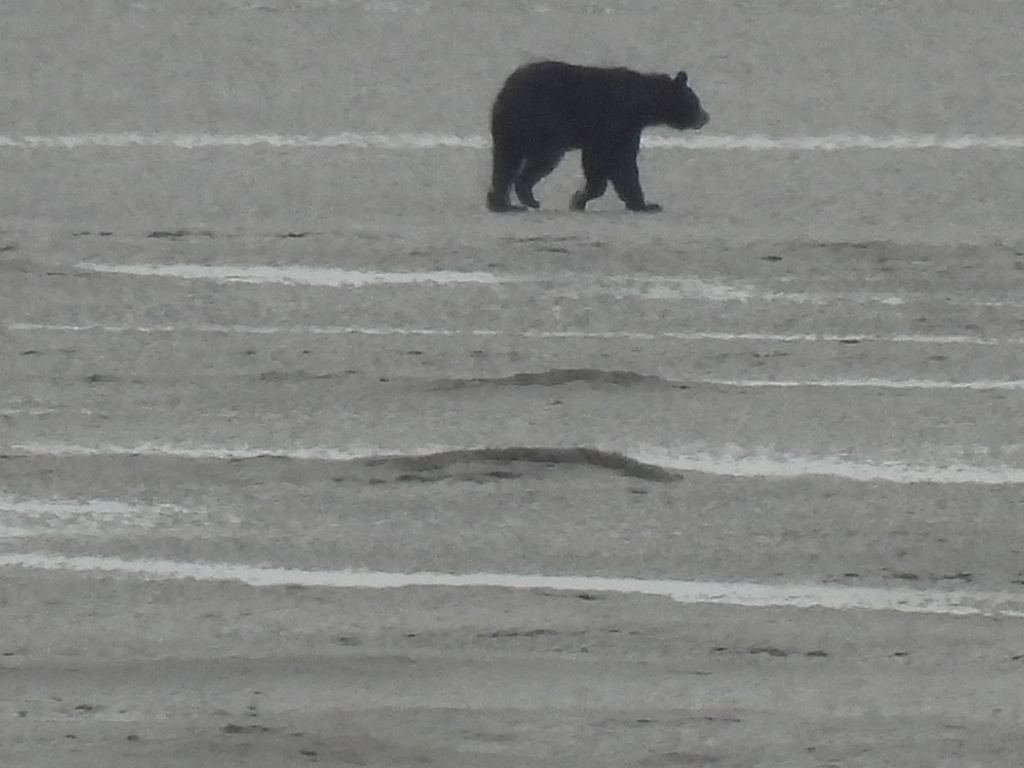 American Black Bear from Raspberry Rd, Anchorage, AK 99502, USA on ...