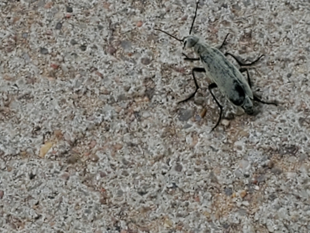 Burning Blister Beetles from Beaver, OK 73932, USA on August 30, 2021 ...