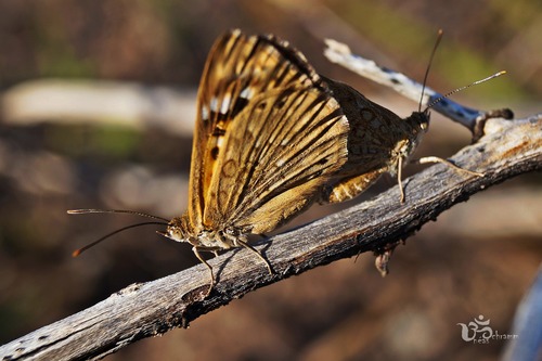 Aricoris aurinia · iNaturalist