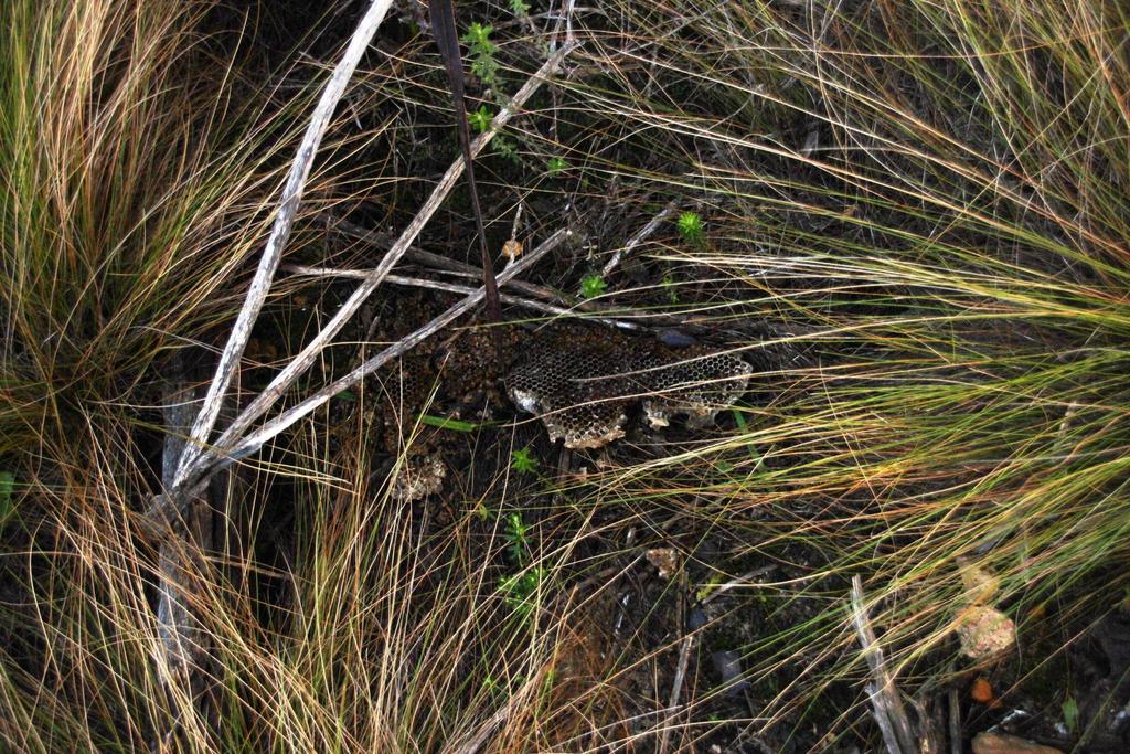 Cape Ratel from Silvermine quarry s of tented camp: Silvermine section ...