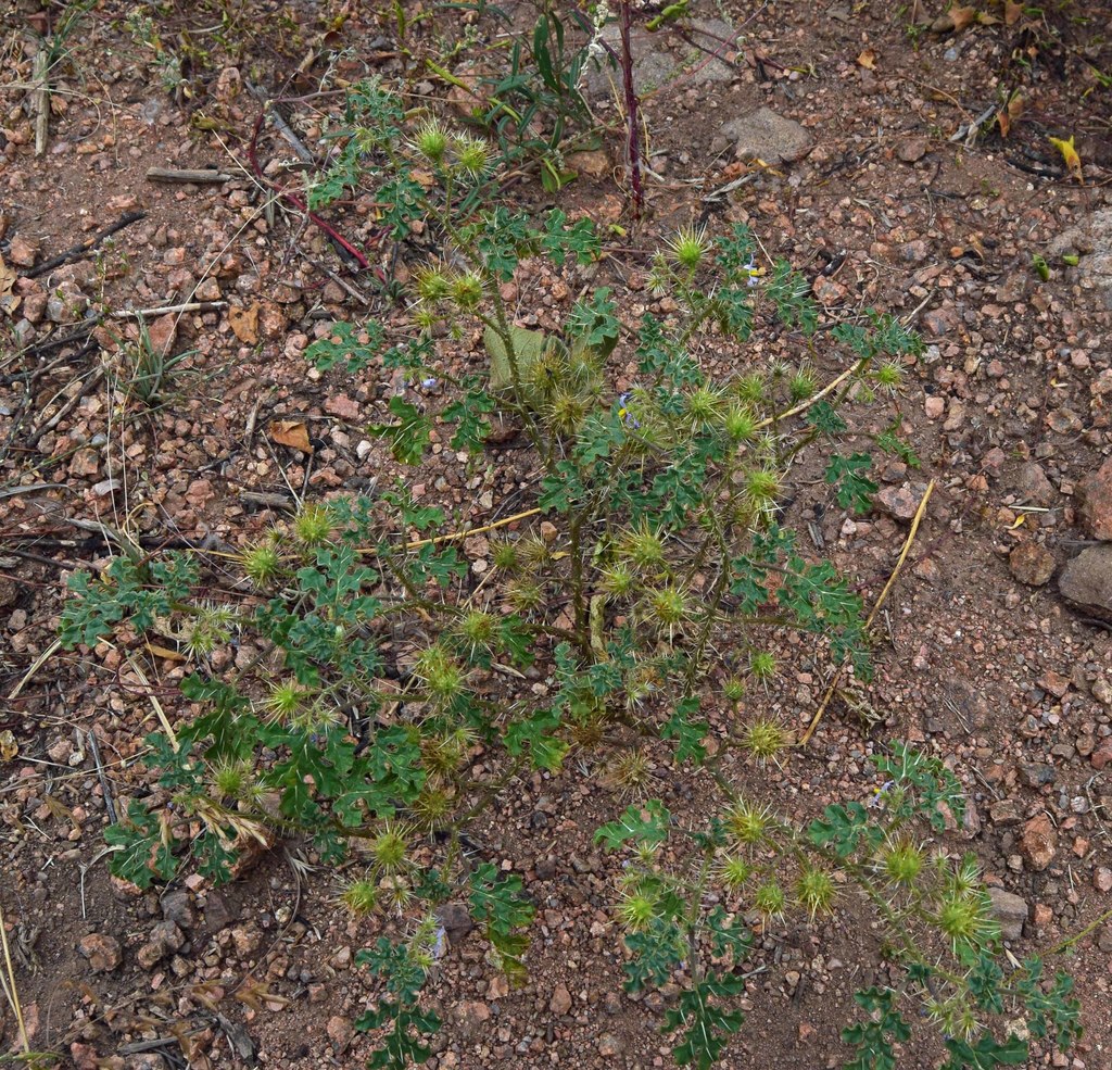 melon-leaved nightshade from El Paso, Colorado, United States on August ...