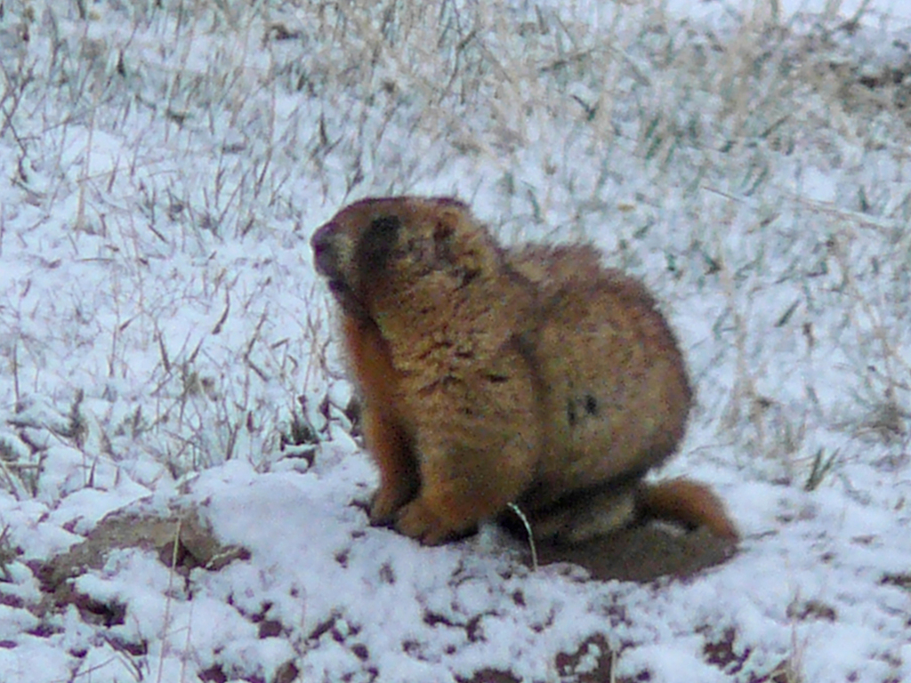 Grey Marmot from Talgar District, Kazakhstan on May 27, 2007 at 05:18 ...