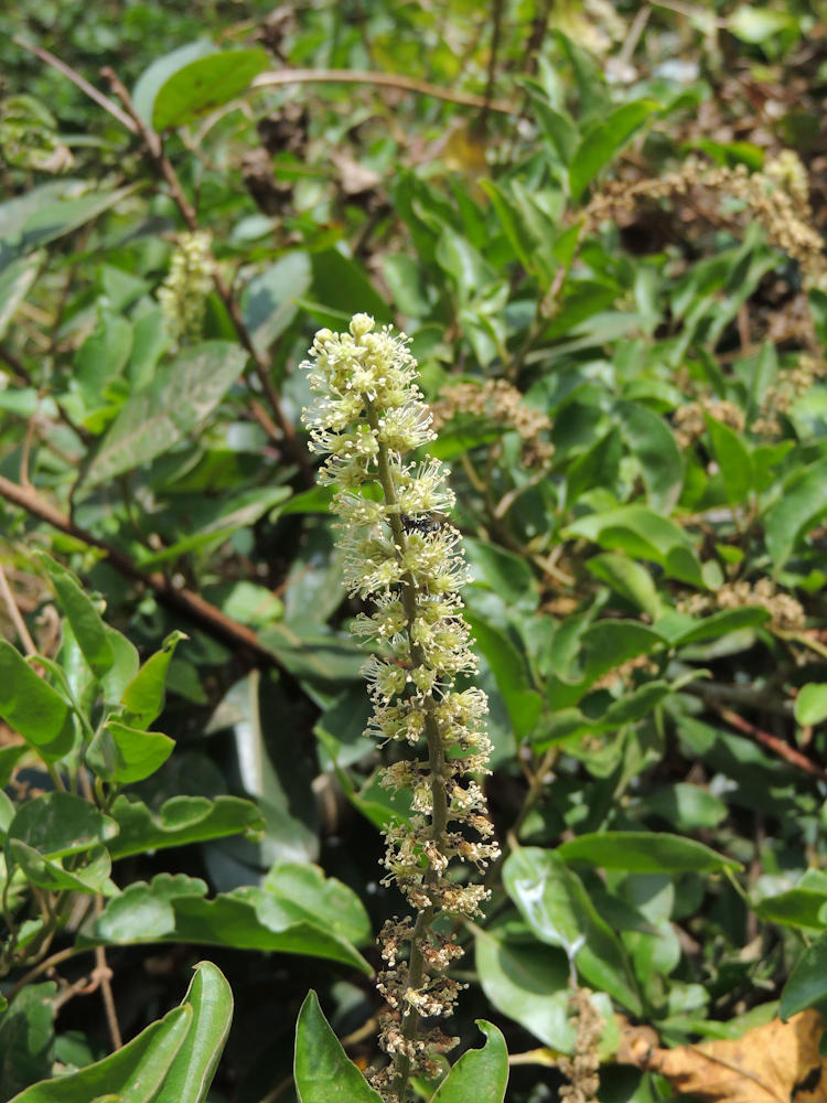 Phytolacca dodecandra L'Hér.