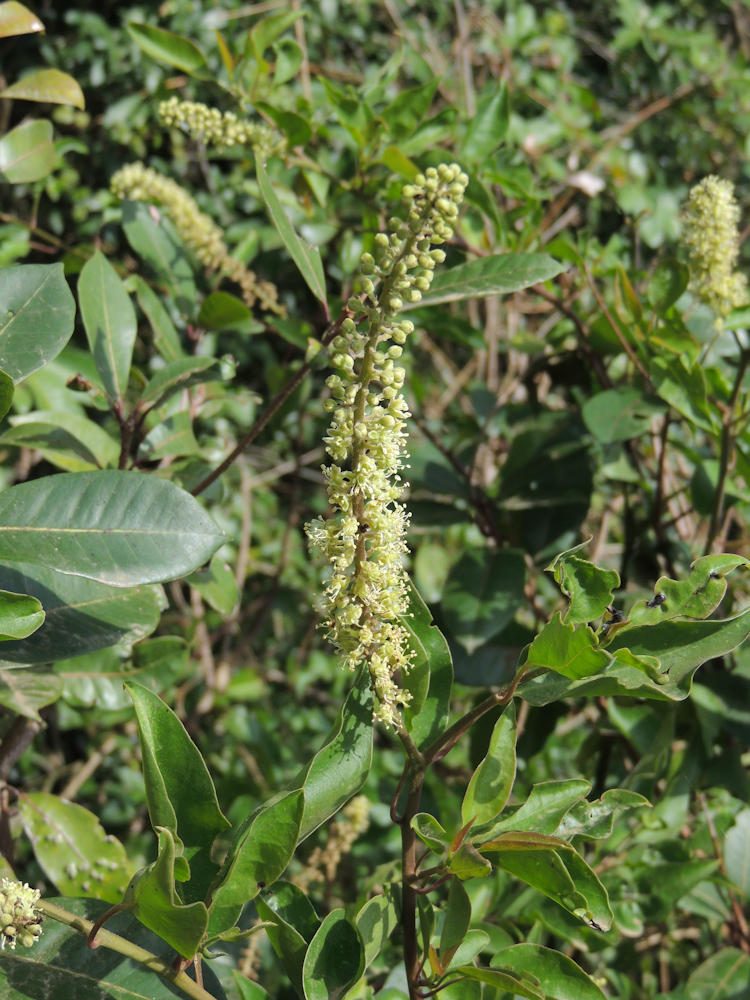 Phytolacca dodecandra L'Hér.