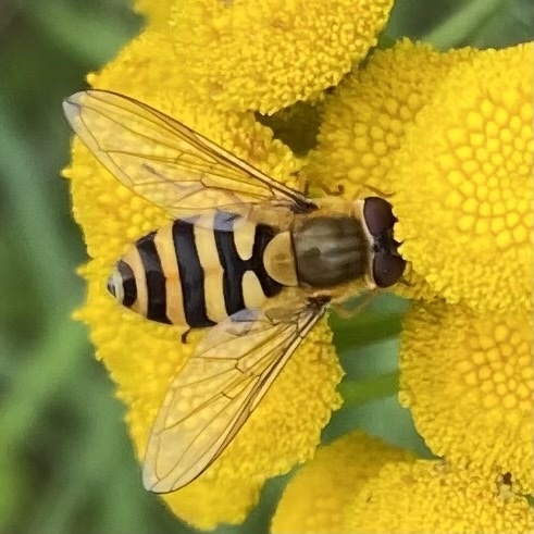 Common Flower Flies from Blakemoor Farm Cottages, Morpeth, England, GB ...