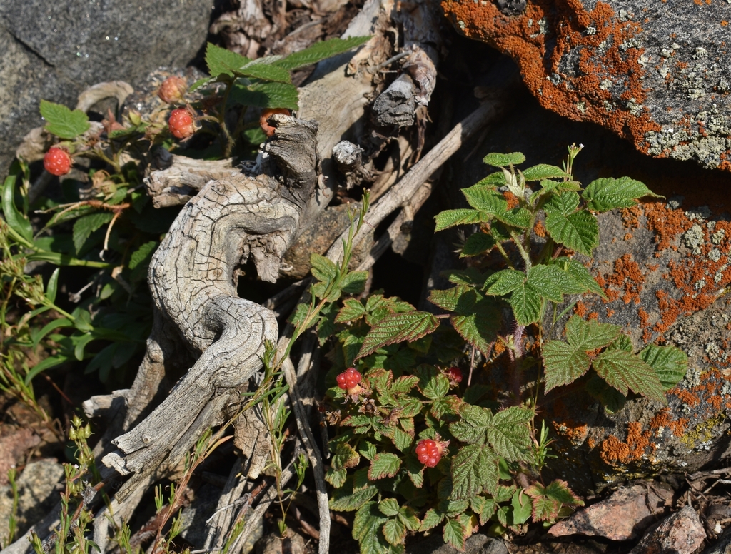red raspberry from Mills Lake, Colorado 80517, USA on August 2, 2021 at ...