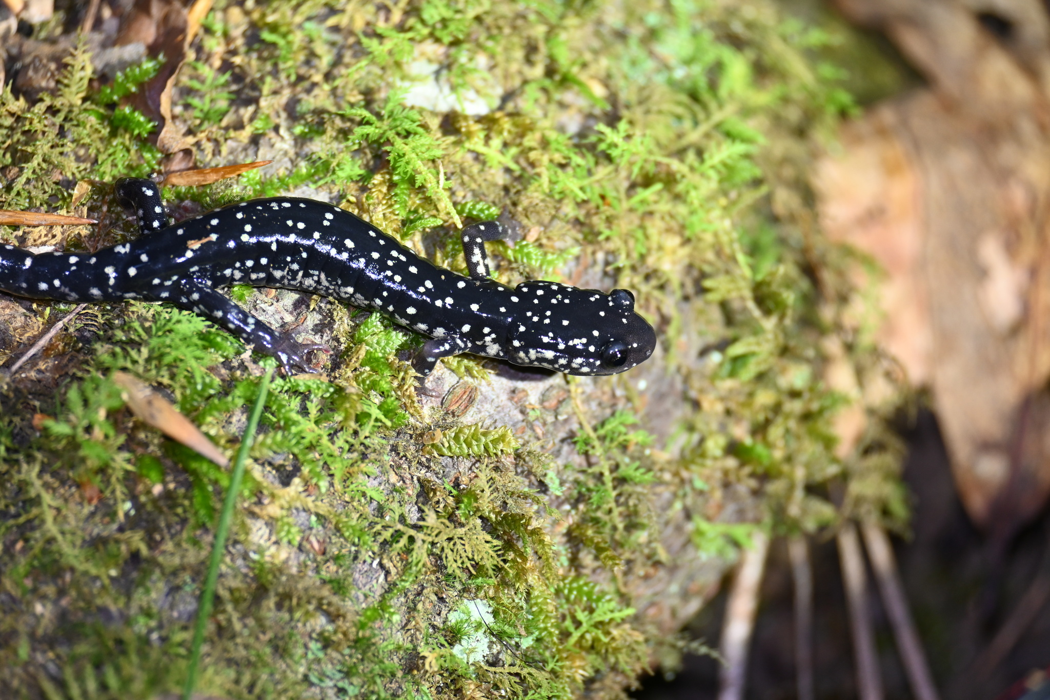 Plethodon kentucki Mittleman, 1951