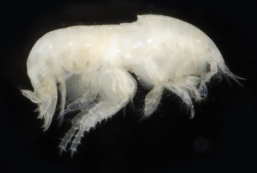 Family Phoxocephalidae · iNaturalist