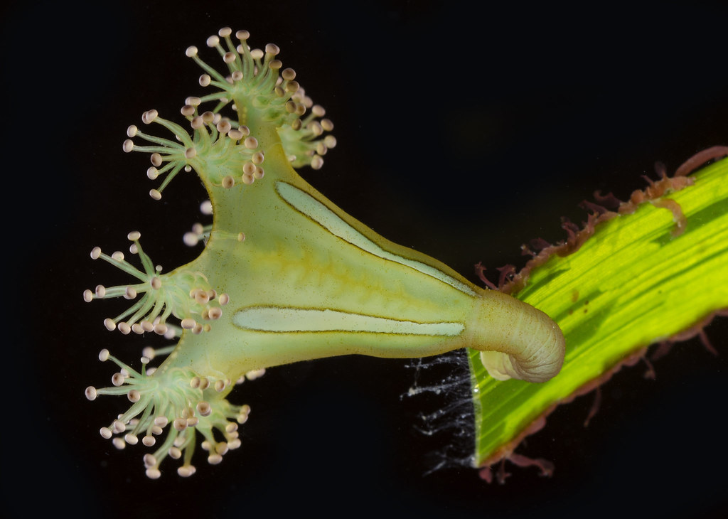 Manania handi from Calvert Island, Choked Pass dive on June 23, 2018 by ...