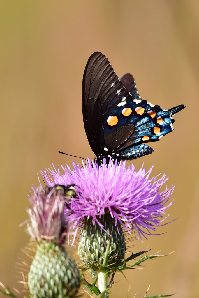 Pipevine Swallowtail from Hamilton County, OH, USA on September 10 ...