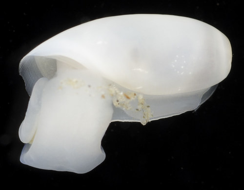 Cylichna alba · iNaturalist Chile