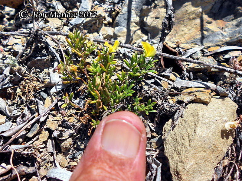 Lotononis pungens from Stilbaai on January 26, 2014 by roy_marlow ...