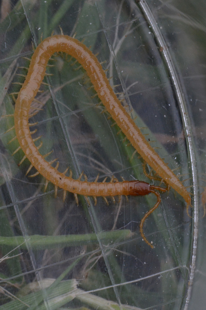 Boreal Yellow-headed Soil Centipede from kingsthorpe on August 30, 2021 ...