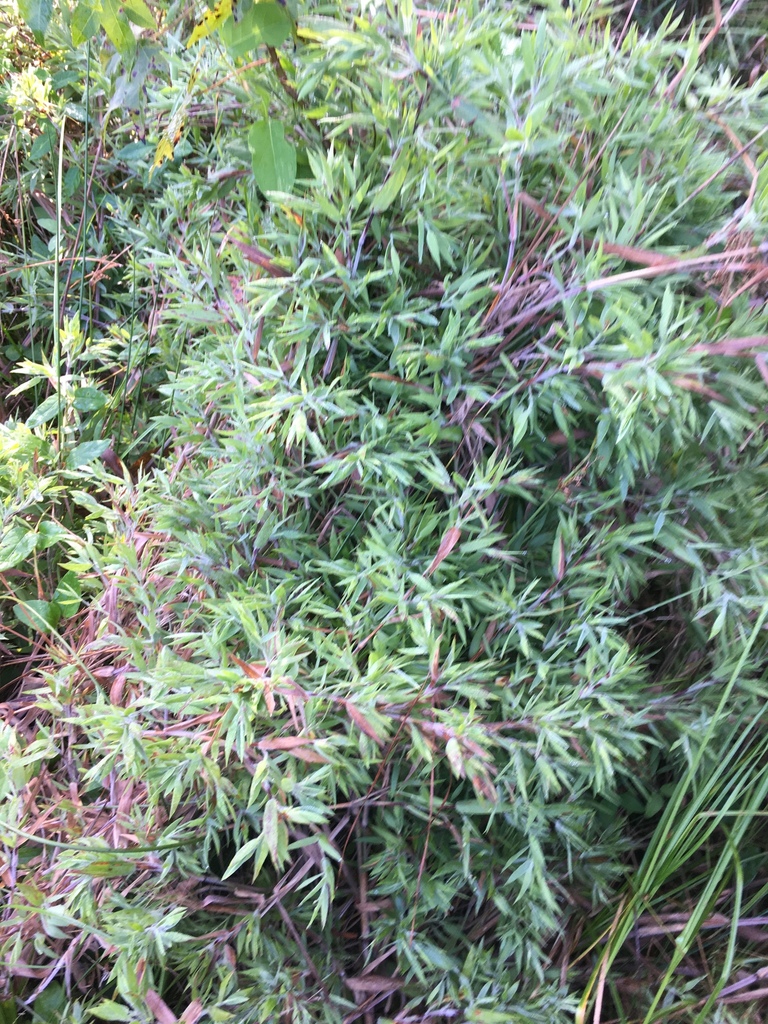 Velvet Panicum from Wadesboro, NC, US on August 29, 2021 at 09:54 AM by ...