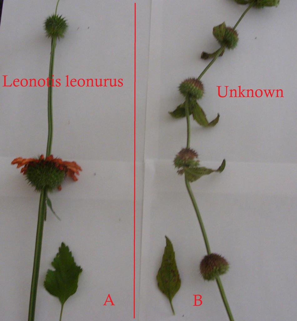 lion's ears from Valhalla on May 2, 2014 by Dietmar Weise. Searching ...