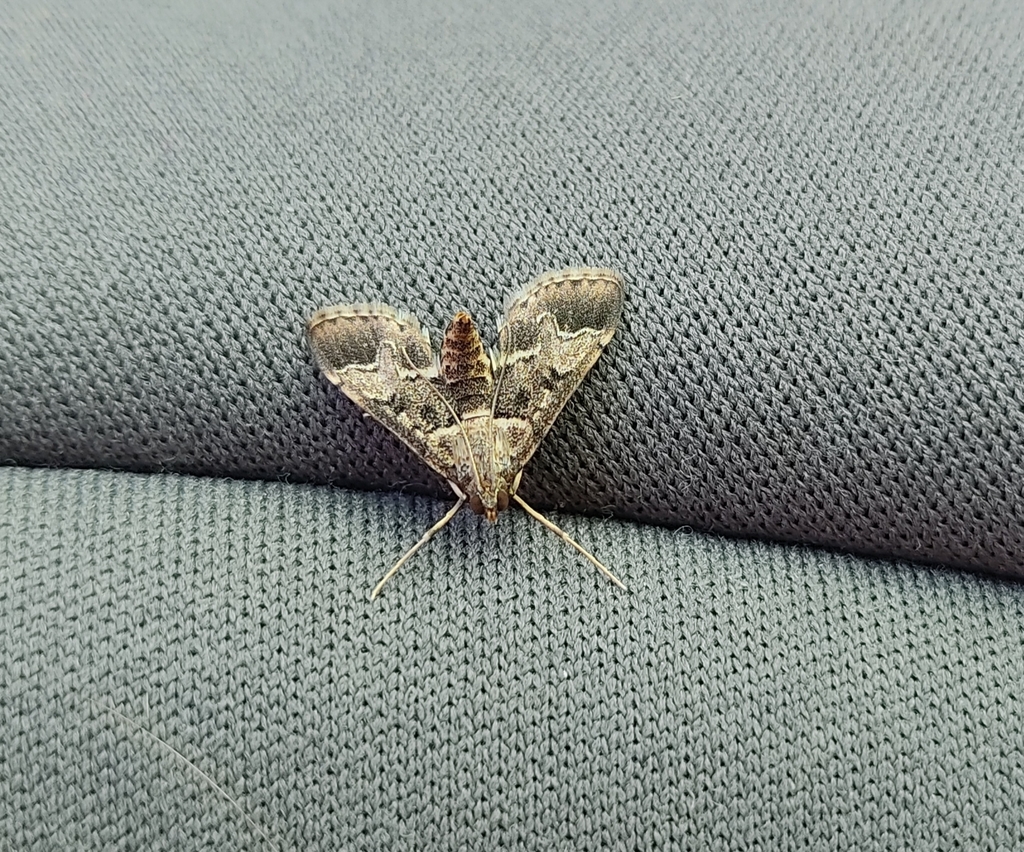 European Pepper Moth from Camping Los Escullos on August 30, 2021 by ...