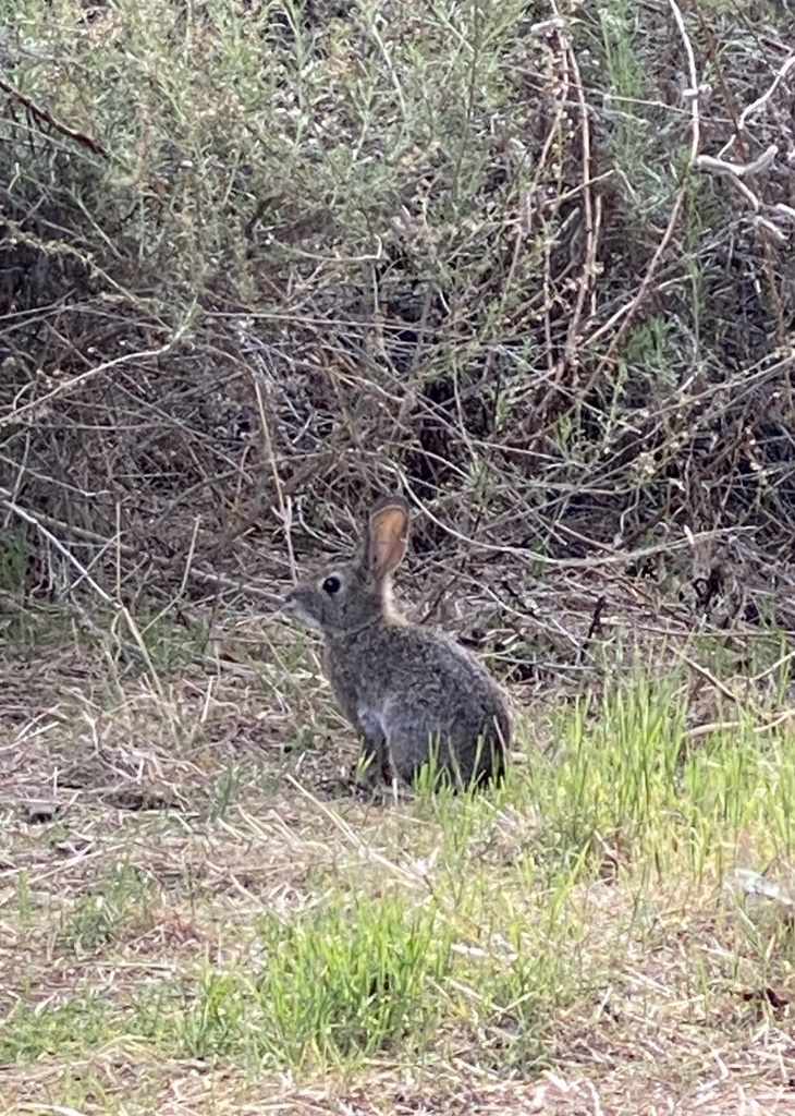 Cottontail Rabbits from W Mountain St, Glendale, CA, US on August 29 ...