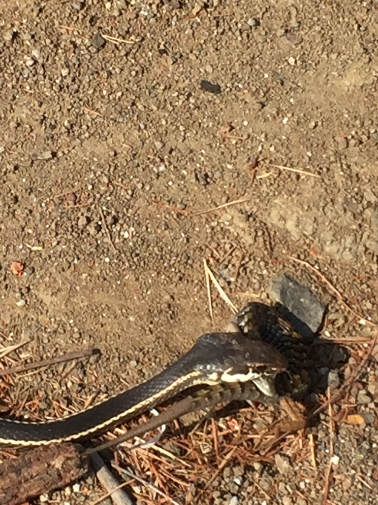 Striped Racer from Griffith Park, Los Angeles, CA, US on August 30 ...