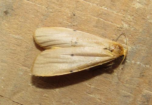 Zobida colon · iNaturalist